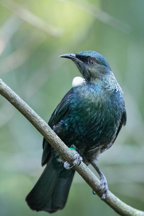 Health Rite Veggie Salt – My Natural Health