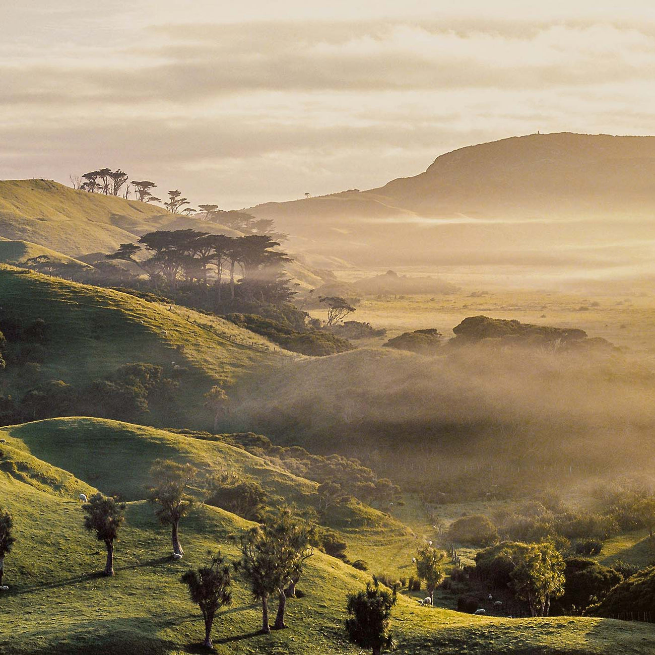 Health Rite Veggie Salt – My Natural Health